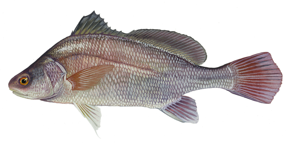 Supermaggie - Shop By Body